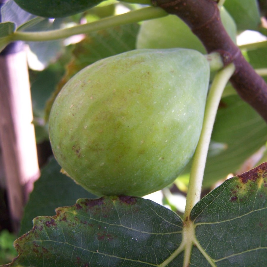 A Guide to Growing Figs - RV Roger Ltd