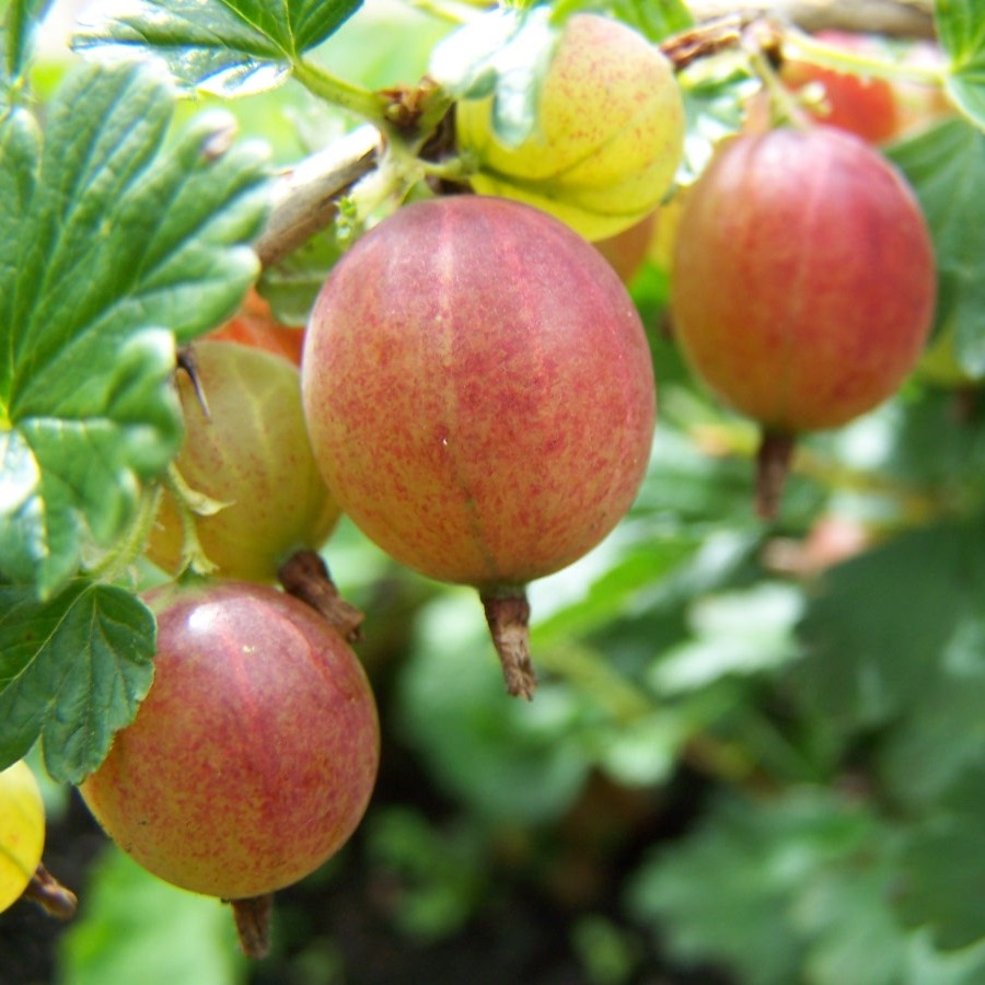 A Guide to Growing Gooseberries - RV Roger Ltd