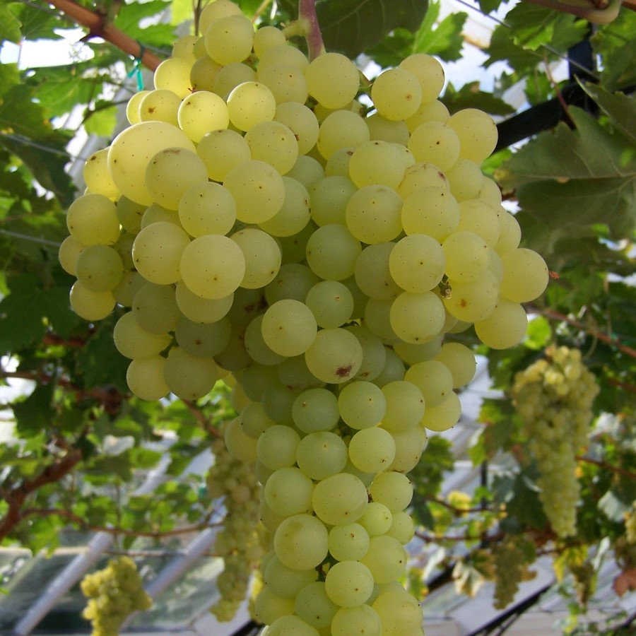 A Guide to Growing Grapes - Part Two - RV Roger Ltd