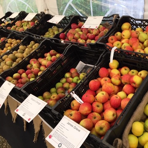 A Guide to Harvesting and Storing Fruit - RV Roger Ltd