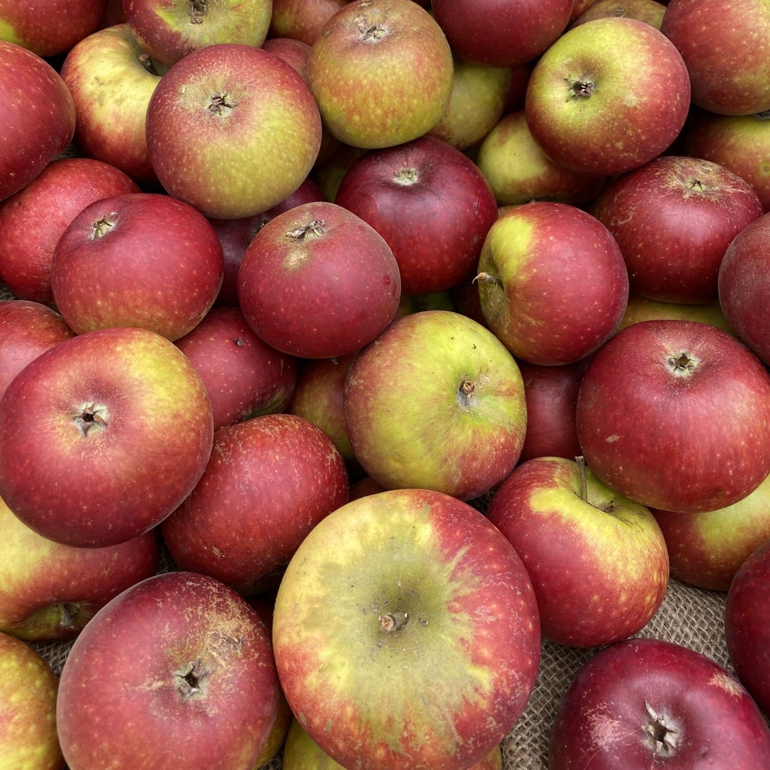 A Guide to Choosing Apples - Part One. - RV Roger Ltd
