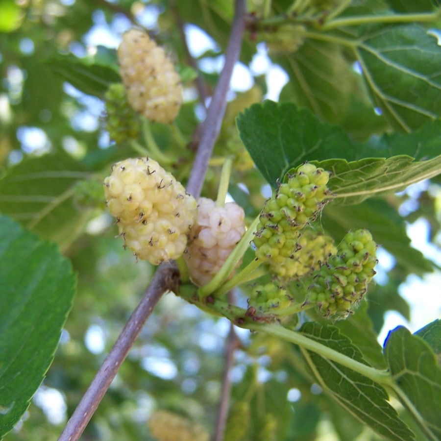 A Guide to Growing Mulberries - RV Roger Ltd
