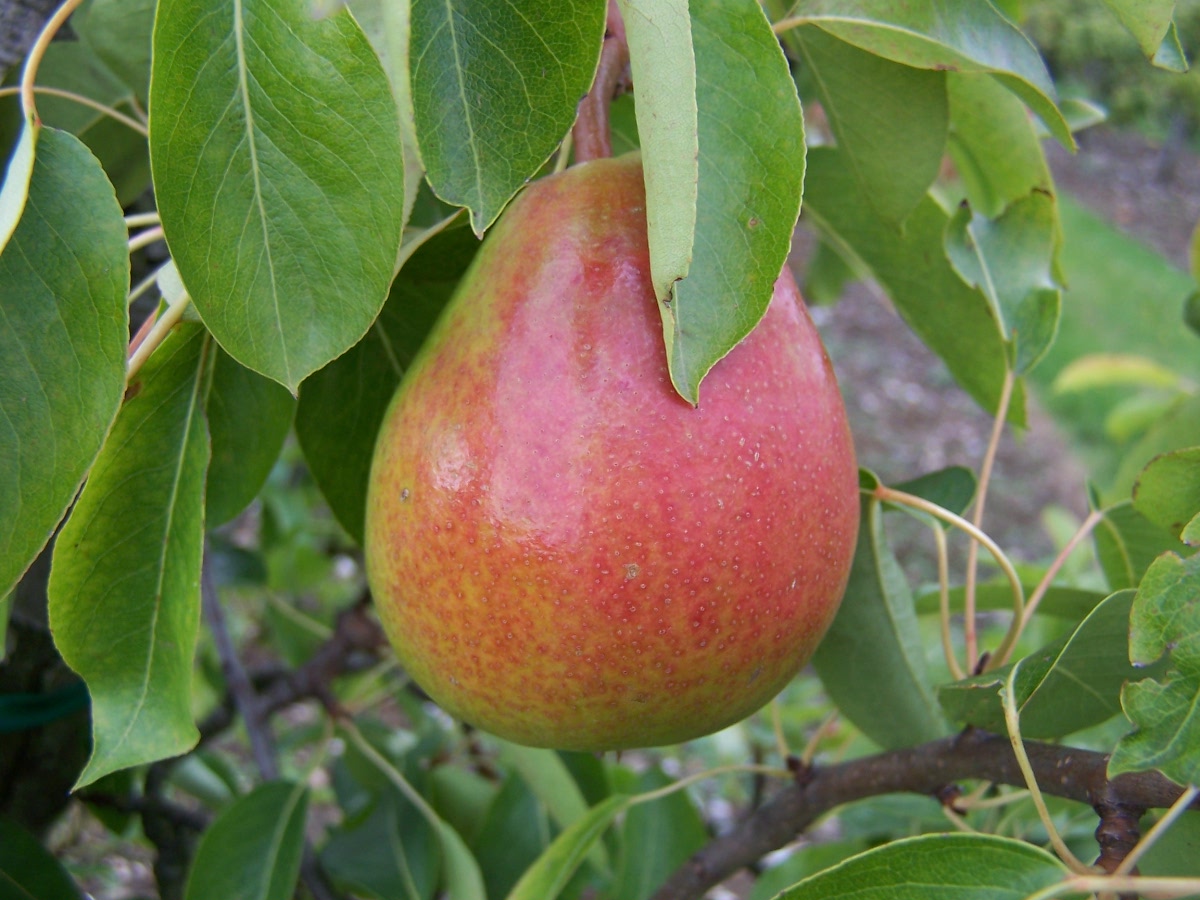 A Guide to Pruning Pear Trees - RV Roger Ltd