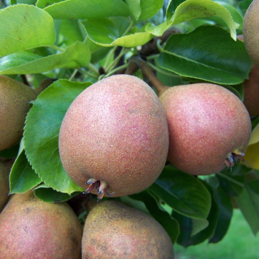 A Guide to the Best Pear Varieties - RV Roger Ltd