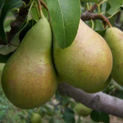 A Guide to Growing Pears - RV Roger Ltd