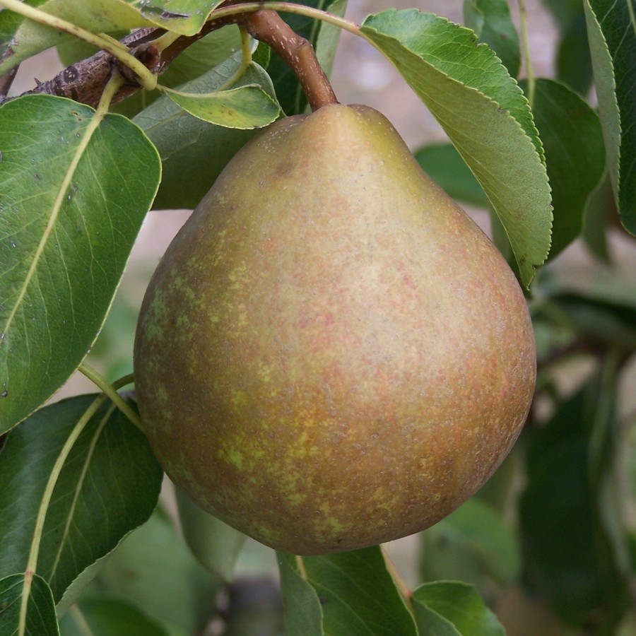 A Guide to Pruning Pear Trees - RV Roger Ltd