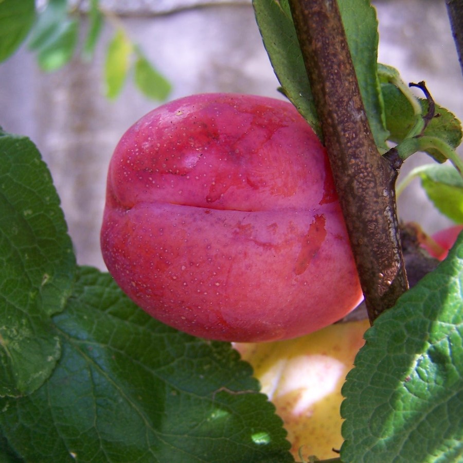 A Guide to Growing Plums - RV Roger Ltd