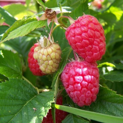 A Beginner's Guide to Growing Soft Fruit - RV Roger Ltd