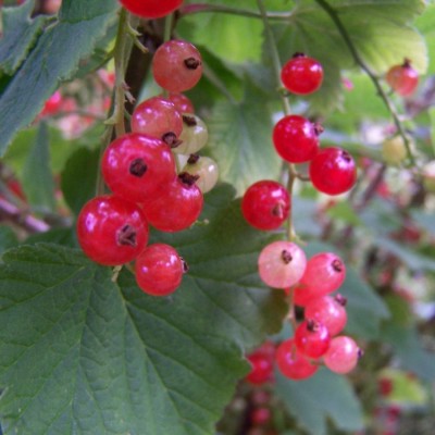 A Guide to Growing Redcurrants - RV Roger Ltd