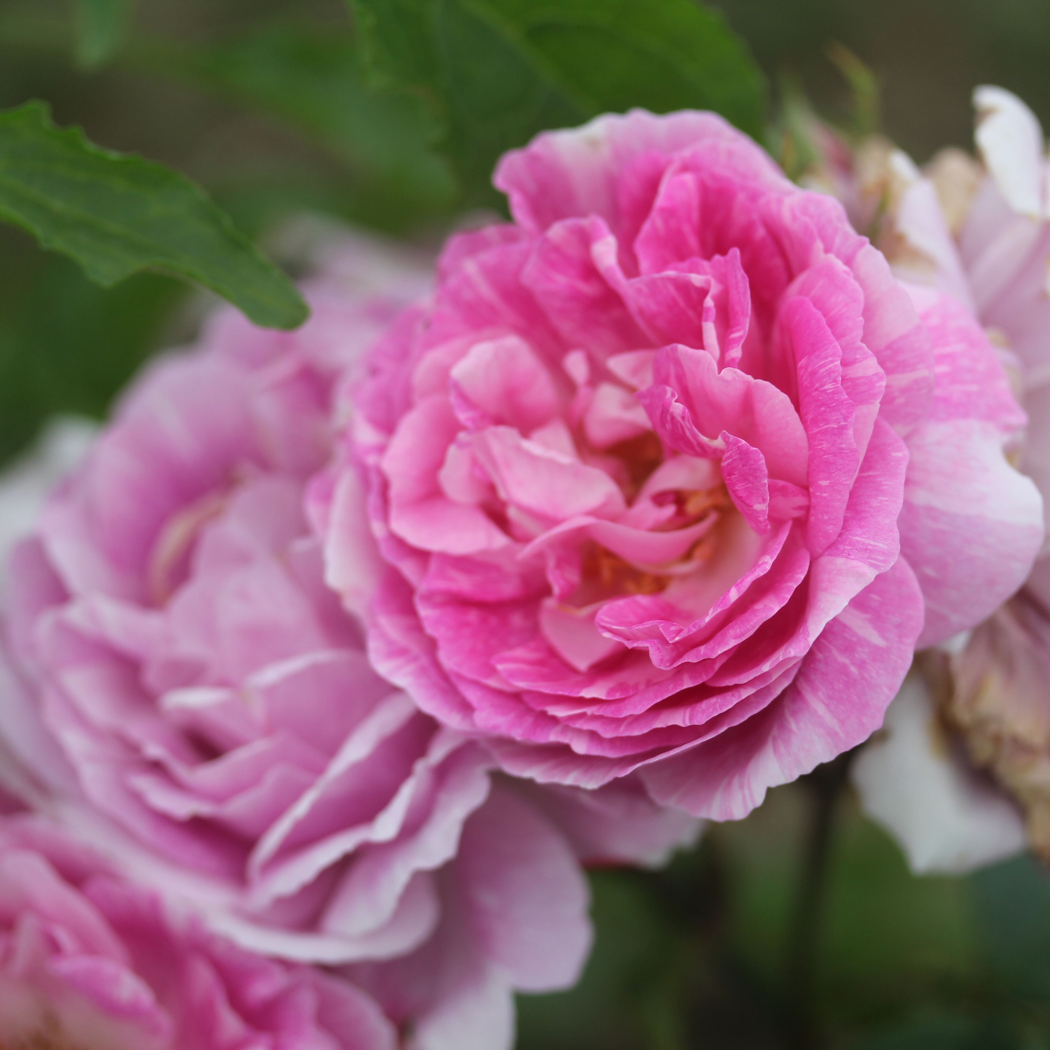 A Guide to Planting Bare Root Roses - RV Roger Ltd