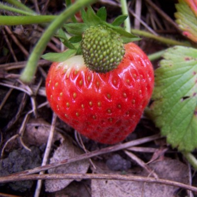 A Guide to Growing Strawberries - RV Roger Ltd