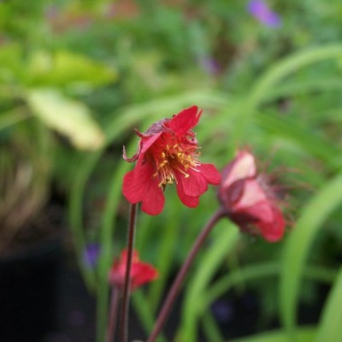 Buy Geum rivale 'Leonard's Variety' online from RV Roger