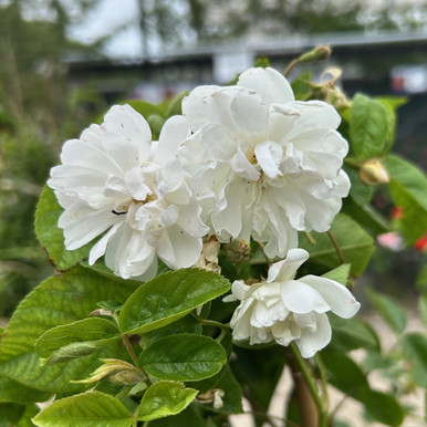 Rosa 'Bobbie James'- buy roses online from RV Roger Ltd