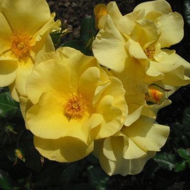 Rosa 'Bright Smile'- buy roses online from RV Roger Ltd