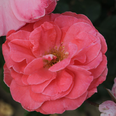 Rosa 'Dearest'- buy roses online from RV Roger Ltd