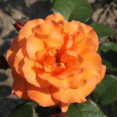 Rosa 'Doris Tysterman'- buy roses online from RV Roger Ltd