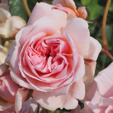 Rosa 'Felicia'- buy roses online from RV Roger Ltd