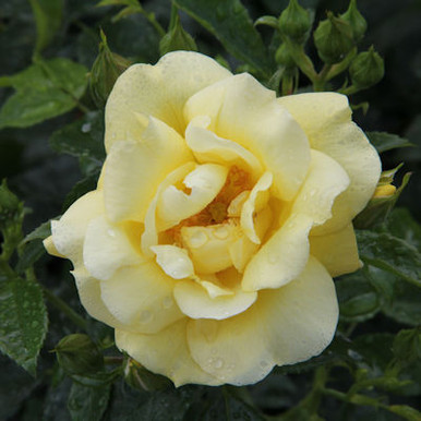Rosa 'Flower Carpet - Gold'- buy roses online from RV Roger Ltd