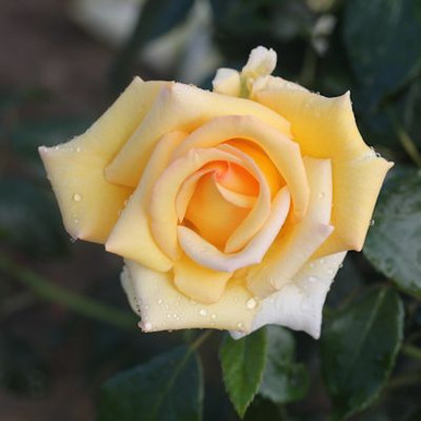 Rosa 'Lowri'- buy roses online from RV Roger Ltd