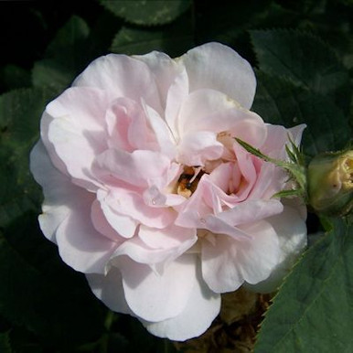 Rosa 'Maiden's Blush'- buy roses online from RV Roger Ltd
