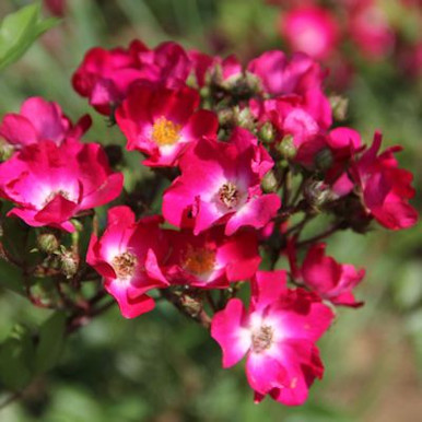 Rosa 'Marjorie Fair'- buy roses online from RV Roger Ltd