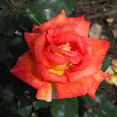 Rosa 'Piccadilly'- buy roses online from RV Roger Ltd