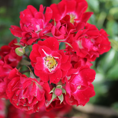 Rosa 'Rambling Rosie'- buy roses online from RV Roger Ltd