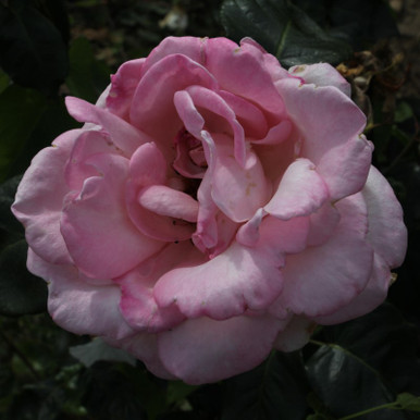 Rosa 'Royal Highness'- buy roses online from RV Roger Ltd