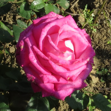 Rosa 'Signature'- buy roses online from RV Roger Ltd