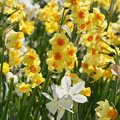 Narcissus Mixed Botanical VarietiesBuy online from RV Roger