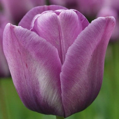 Tulipa 'Bleu Aimable'Buy online from RV Roger