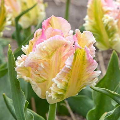 Tulipa 'Cabanna'Buy online from RV Roger