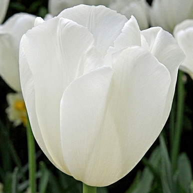 Tulipa 'Clearwater'Buy online from RV Roger