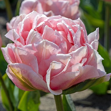 Tulipa 'Dreamer'Buy online from RV Roger