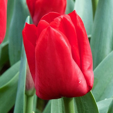 Tulipa 'Escape'Buy online from RV Roger