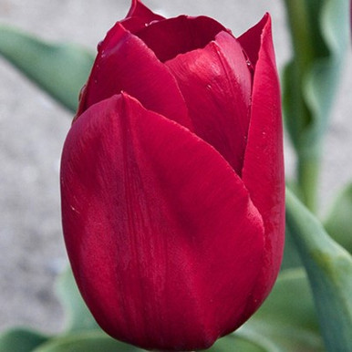 Tulipa 'Pallada'Buy online from RV Roger