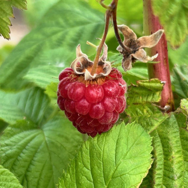 Raspberry - Cascade Delight- buy soft fruit plants online from RV Roger Ltd