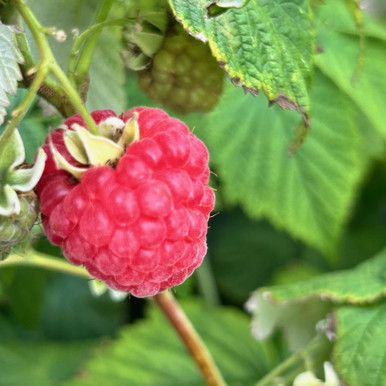 Raspberry - Octavia- buy soft fruit plants online from RV Roger Ltd