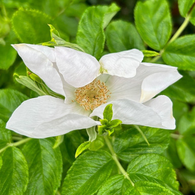 Rosa rugosa alba - Hedging- buy hedging online from RV Roger Ltd
