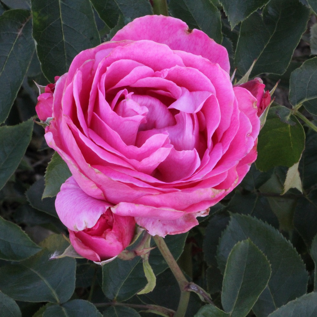 Buy plants by post from R.V.Roger Ltd