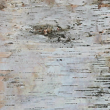 Birch Bark Paper Sheets