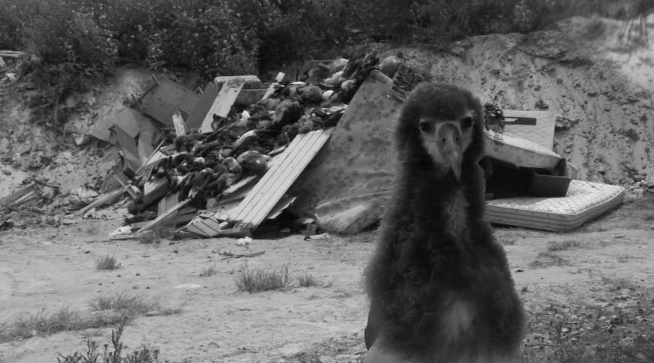 Plastic Paradise: The Great Pacific Garbage Patch (2013) DVD - Zeus