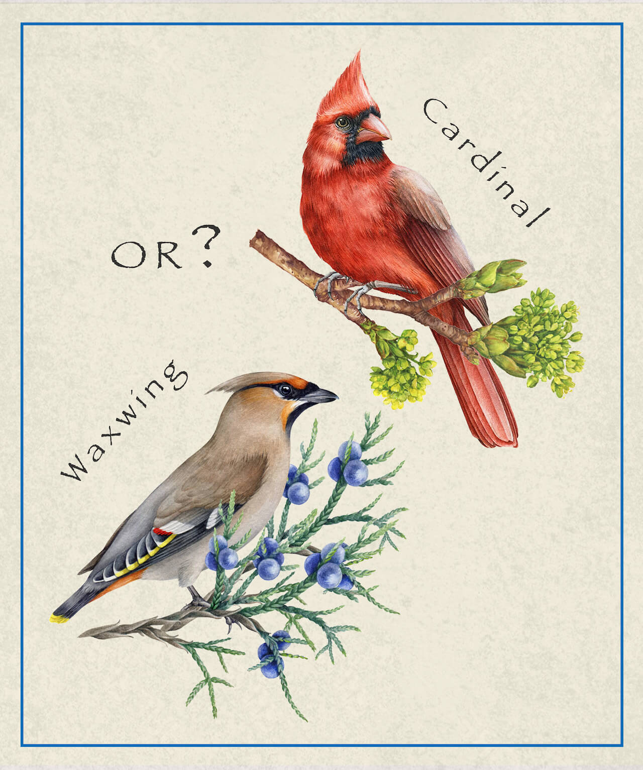 A Waxwing OR a Red Cardinal Bird ? - Trove Lap Trays