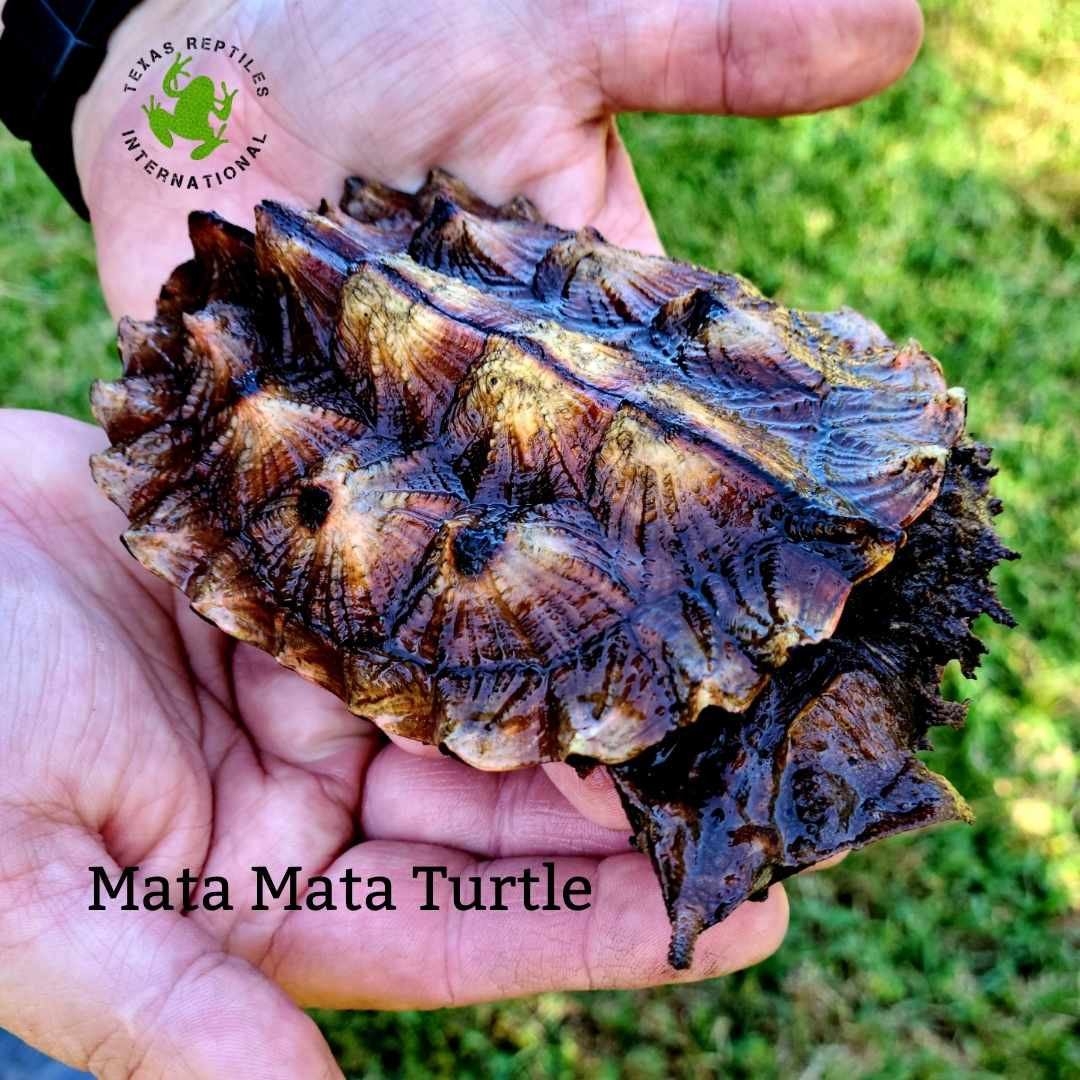 Texas Reptiles International
