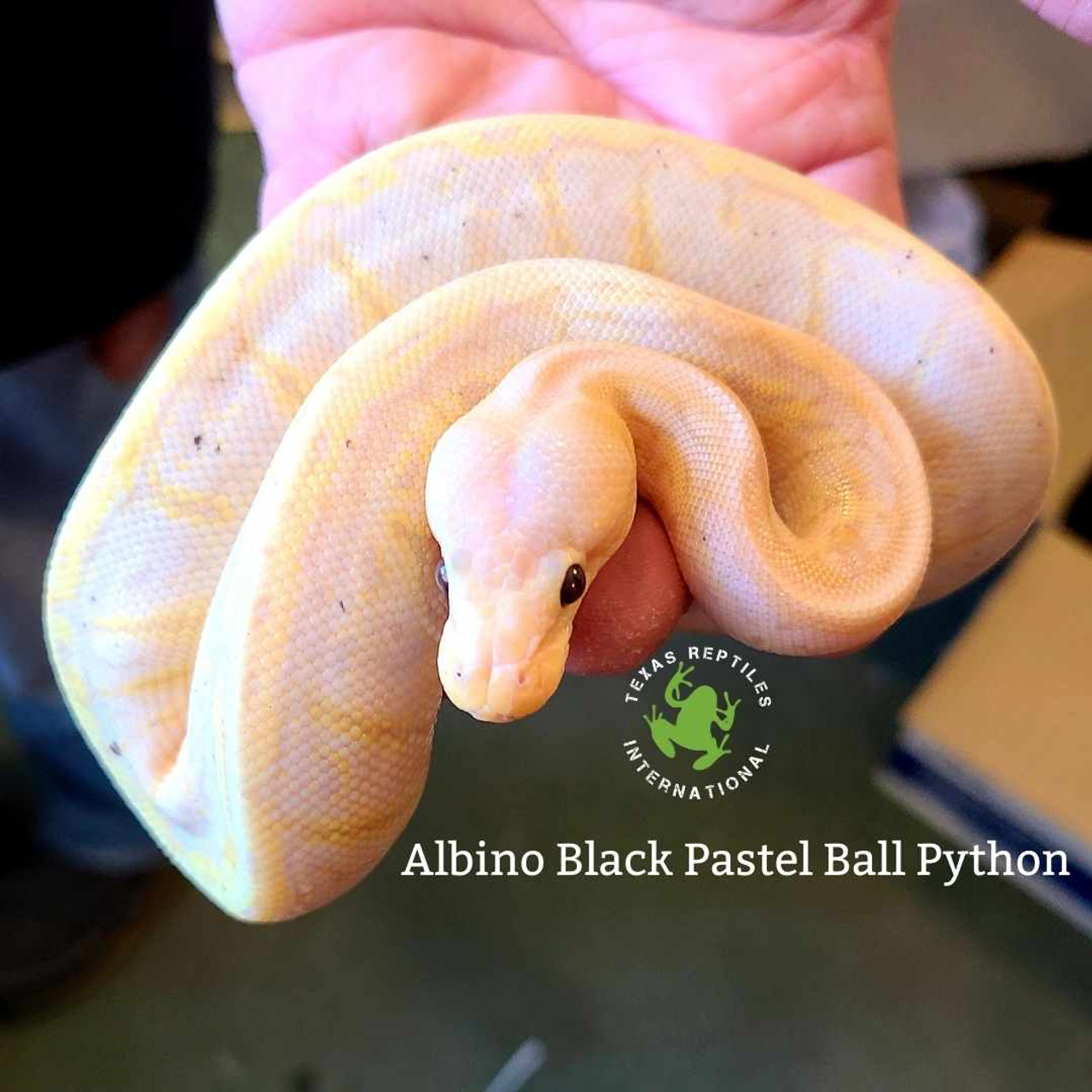 Snakes - Ball Python Morphs - Texas Reptiles International