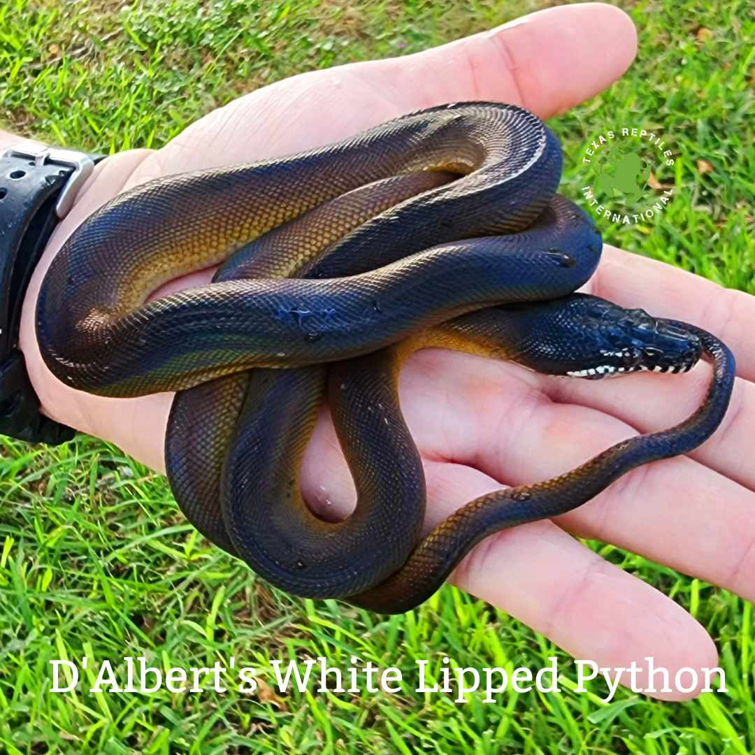 Snakes - Pythons - Texas Reptiles International