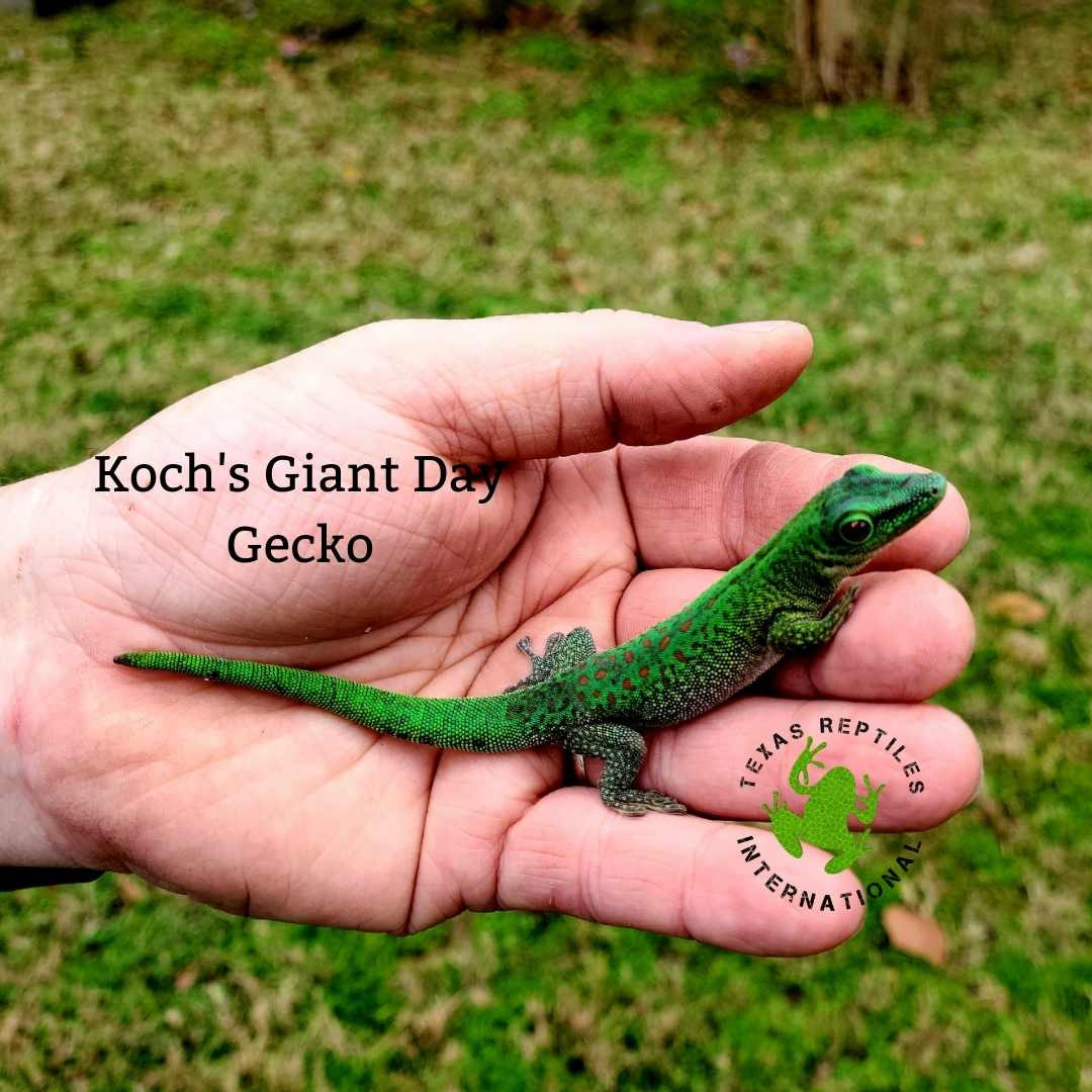 Lizards - Geckos - Page 1 - Texas Reptiles International