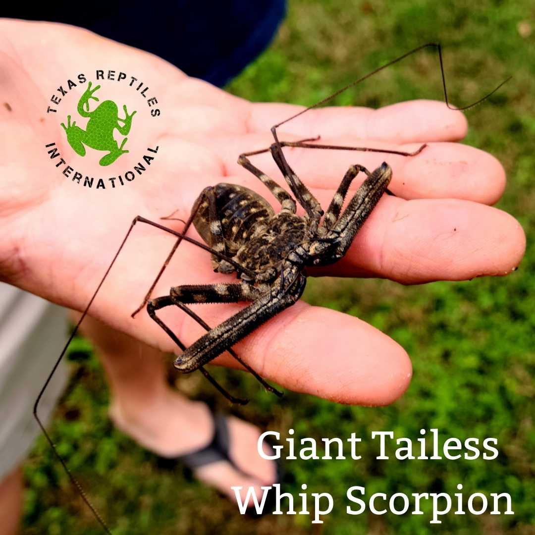 Bugs and Spiders - Scorpions, Centipedes, Etc - Texas Reptiles ...