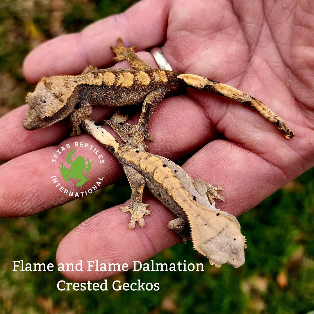 Flame Crested Gecko