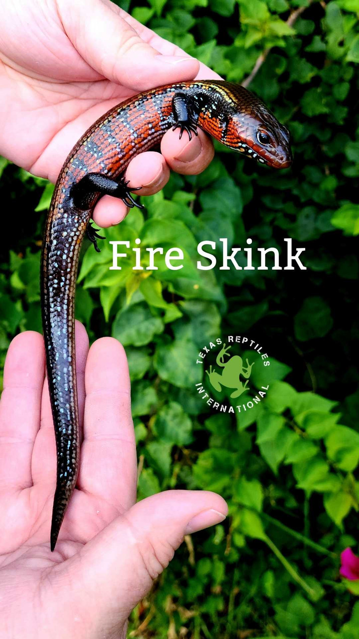 Fire Skink Fire Skink (Mochlus Fernandi) · INaturalist